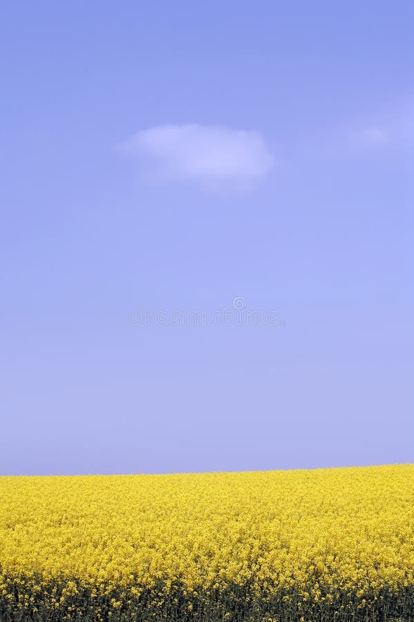 Yellow Field with Oil Seed in Early Spring Stock Image - Image of ...