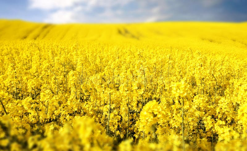 Yellow Field with Oil Seed in Early Spring Stock Photo - Image of farm ...