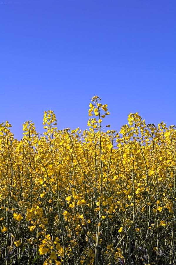 Yellow field stock image. Image of flora, country, plant - 34141899