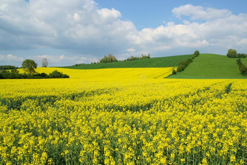 Yellow field stock image. Image of peace, landscape, bliss - 5118137