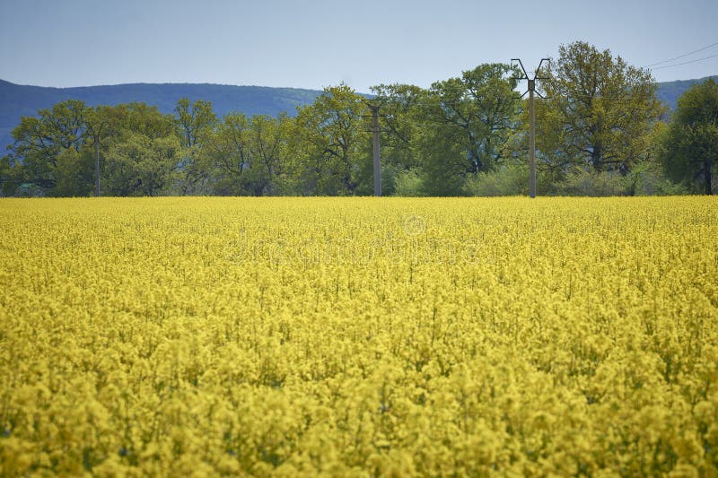 Yellow Field of Blossoms in the Spring 003 Stock Image - Image of ...