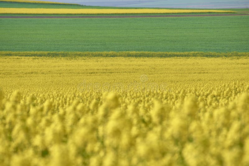 Yellow Field of Blossoms in the Spring 03 Stock Image - Image of ...