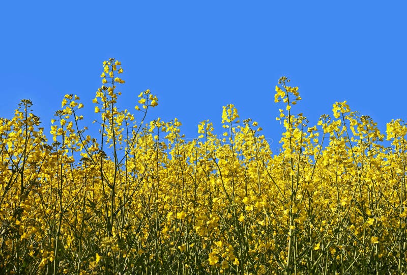 Yellow field stock photo. Image of farming, spring, horizon - 34141844