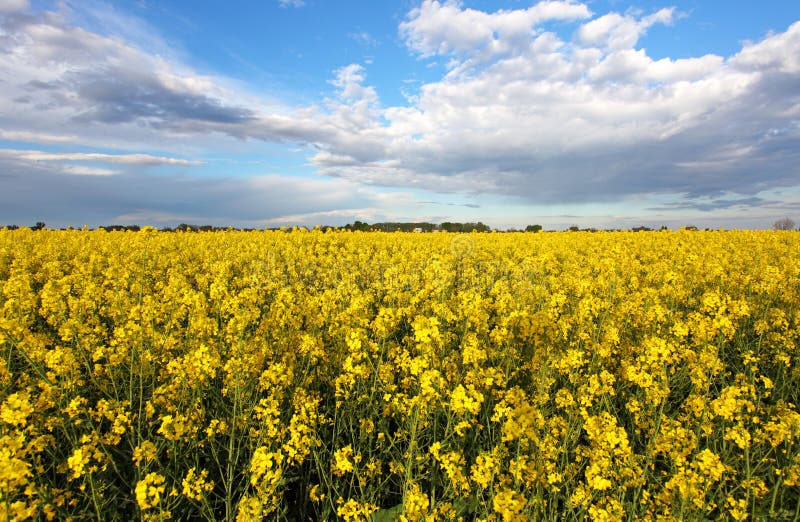 Yellow field - stock image. Image of farmland, gold, agriculture - 40162241