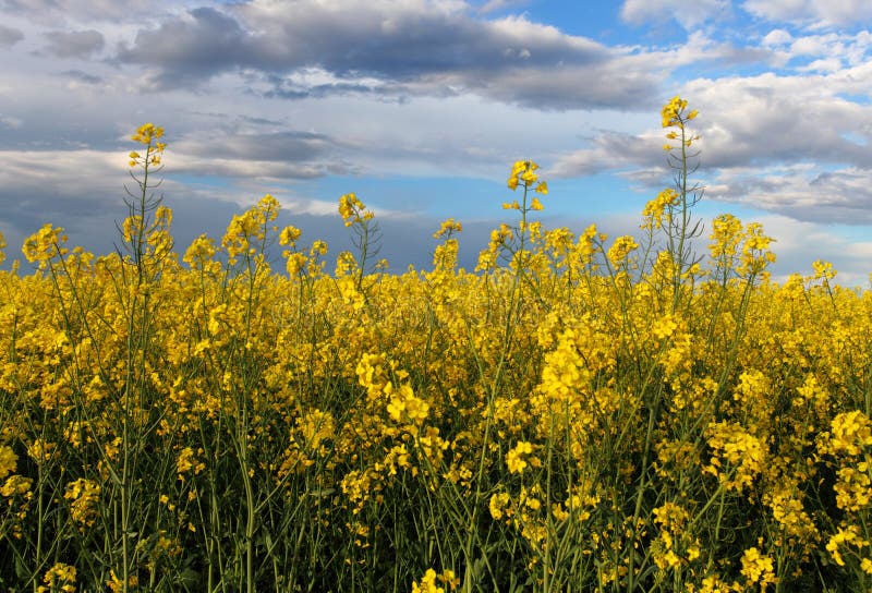Spring Yellow stock photo. Image of flower, farming, lanscape - 19616