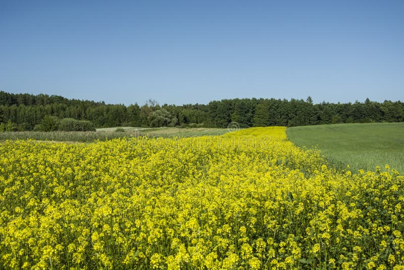 Yellow Field of Flowers, Forest and Blue Sky Stock Image - Image of ...