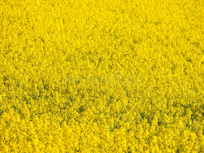 Yellow field of plant stock photo. Image of fuel, color - 68470062