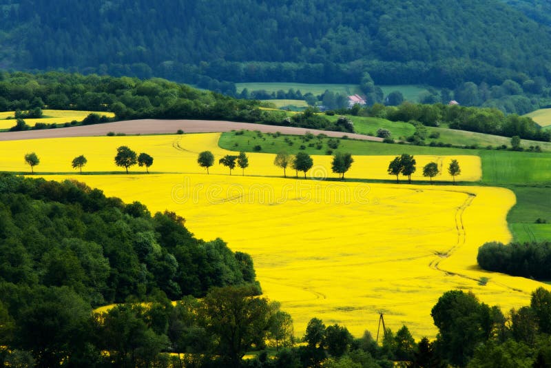 Yellow field stock photo. Image of spring, green, meadow - 31417898