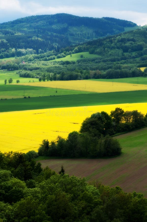 Yellow field stock photo. Image of growth, beauty, blossom - 31417922