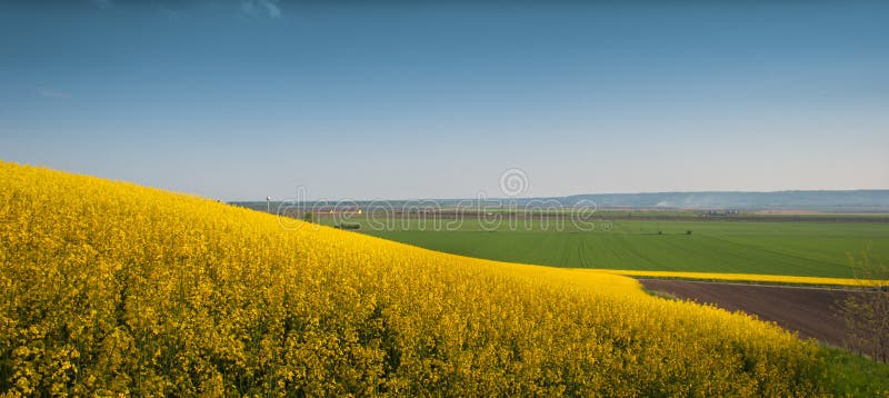 Yellow field rapeseed stock image. Image of yellow, stem - 38762835