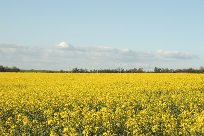 Yellow field stock image. Image of agriculture, napus - 87731697