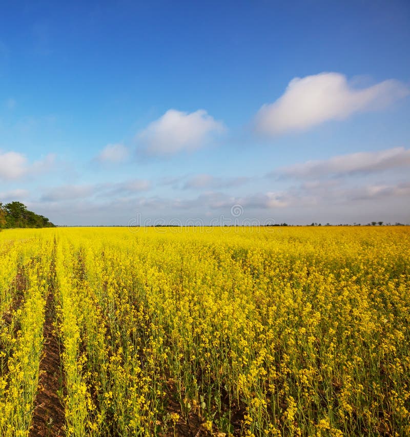 Yellow field stock image. Image of cornfield, plant, wheat - 54199429