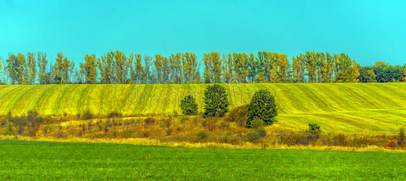 Yellow Field in September and Trees on it Stock Photo - Image of calm ...