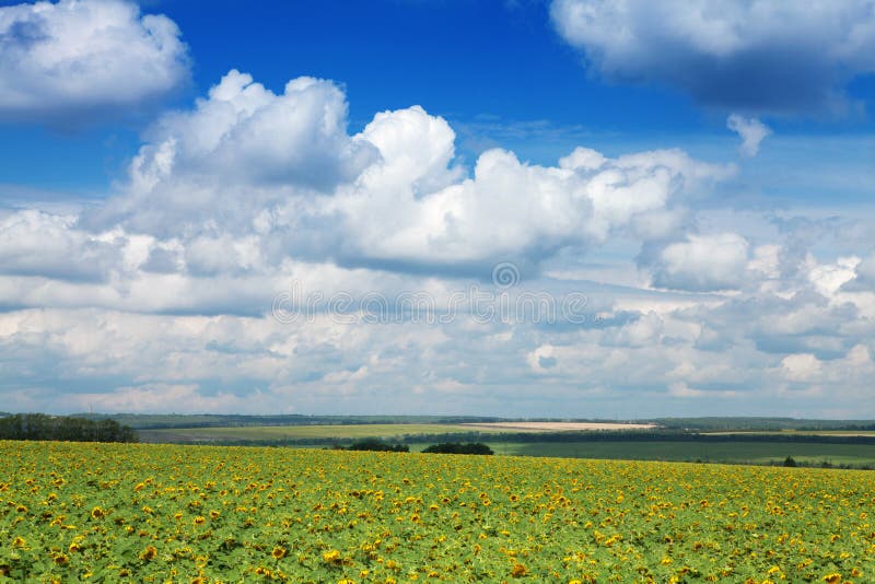 Yellow Field of Sunflowers and Bright Blue Sky Stock Image - Image of ...