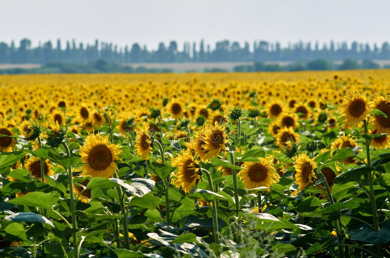 Yellow Field of Sunflowers in July Stock Photo - Image of yellow, field ...