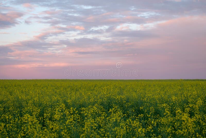 Yellow Field on Sunset Sky Background Stock Image - Image of spaces ...