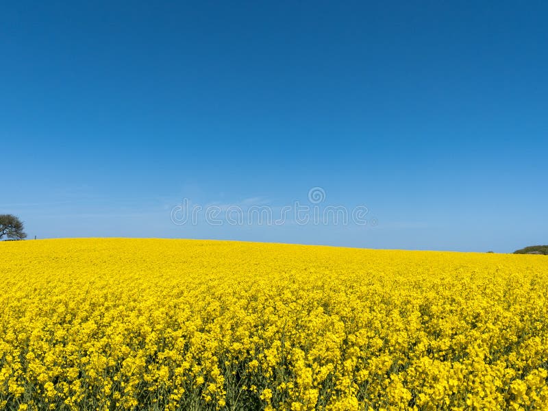 Yellow Field in sunshine stock photo. Image of sunshine - 248391600