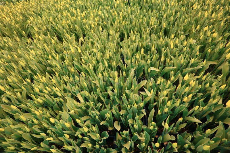 Yellow field stock image. Image of amsterdam, bloom, bunch - 69537859