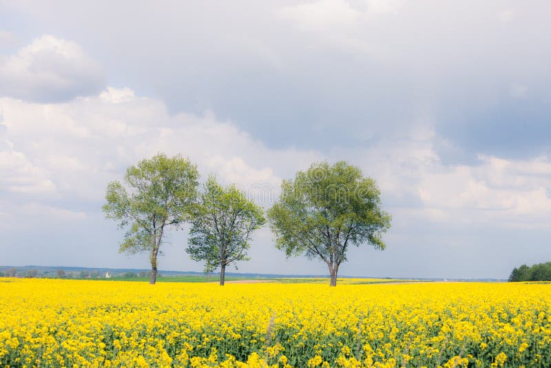 Yellow field and trees stock photo. Image of countryside - 84422382