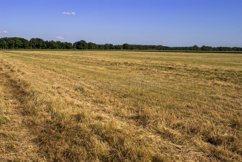 Yellow Field stock photo. Image of yellow, light, bright - 41409844