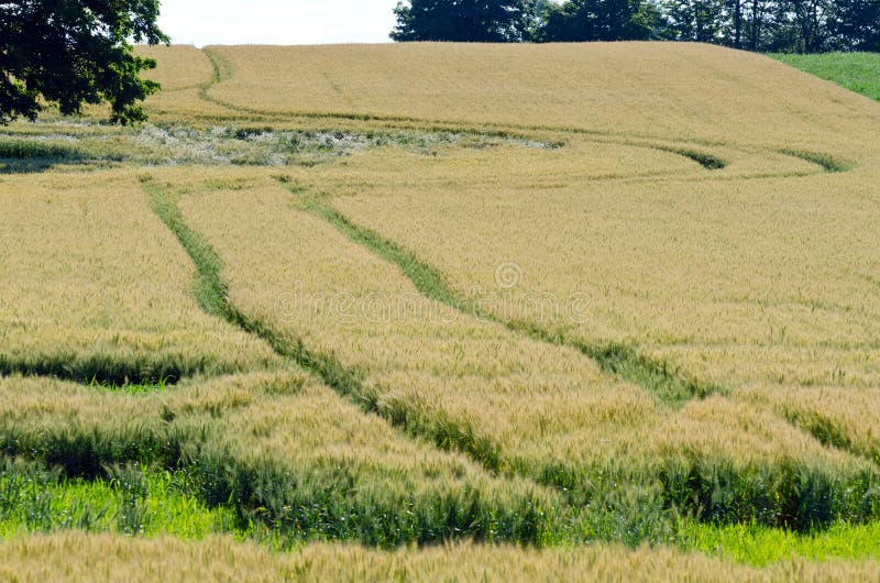 Yellow field of wheat stock photo. Image of contrast - 48458096