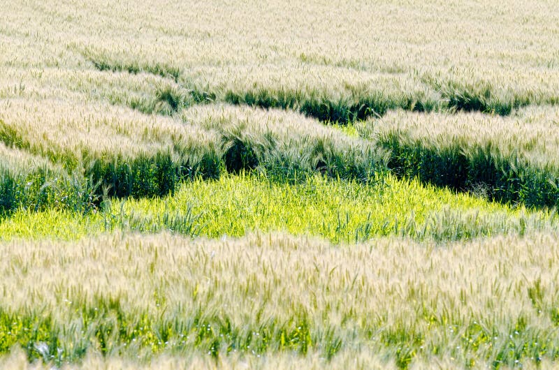 Yellow field of wheat stock photo. Image of ontario, scenic - 69595854