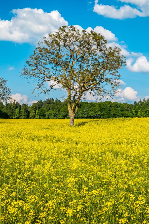 Yellow field stock image. Image of freshness, wallpaper - 31452085