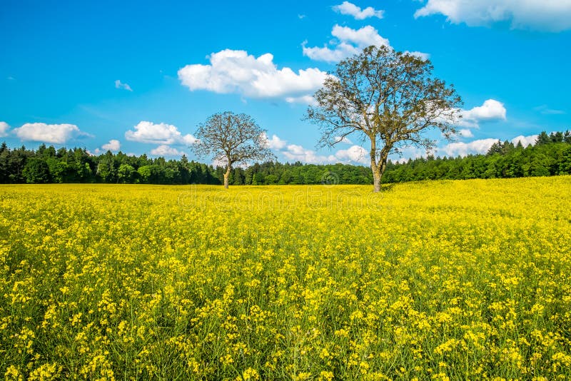 Yellow field stock image. Image of pollution, nature - 31452133
