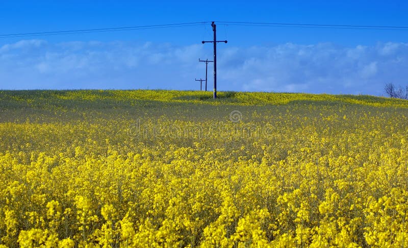 Yellow Fields stock image. Image of blue, clouds, landscape - 155833