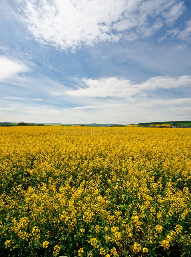 Yellow Fields stock image. Image of cloud, grass, flowering - 25329449