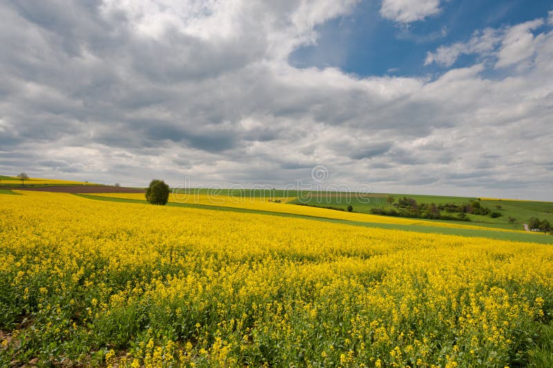 Yellow Fields stock image. Image of green, country, outdoor - 26010981