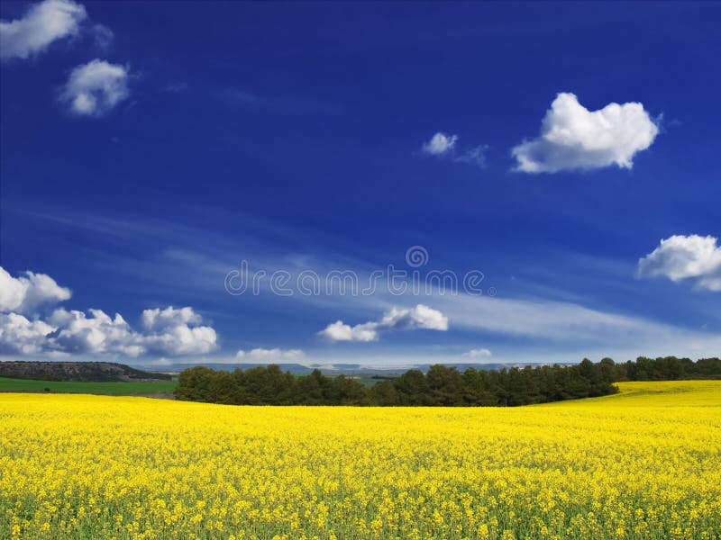 Yellow fields stock photo. Image of yellow, vegetation - 4952324