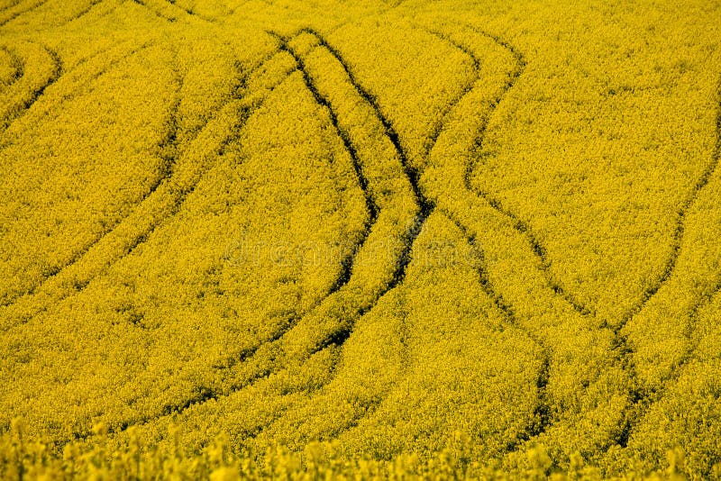Yellow fields stock image. Image of beautiful, environment - 49093897