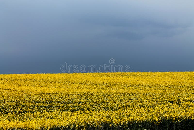 Yellow fields stock photo. Image of countryside, natural - 49094500