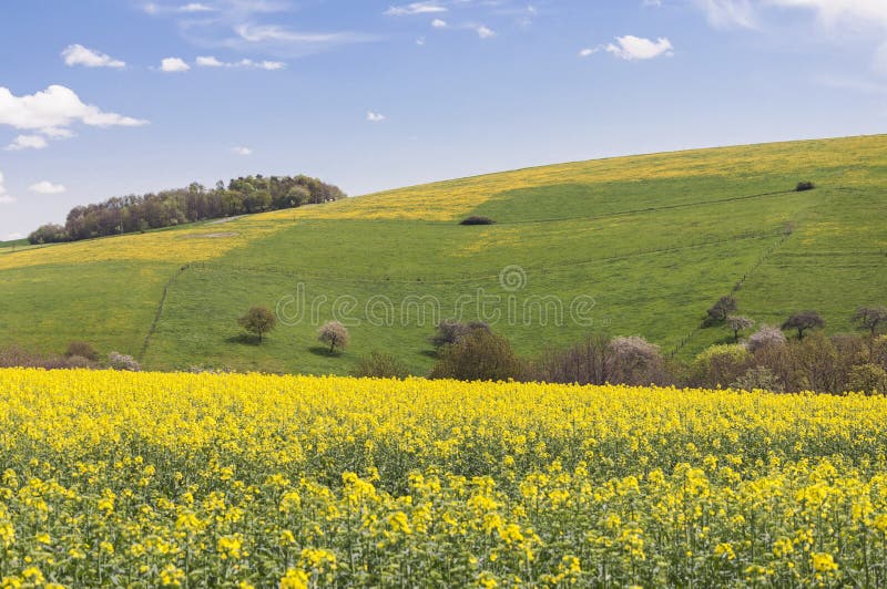 Yellow Fields, Germany stock photo. Image of europe, meadow - 31081430