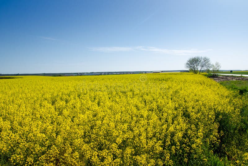 Yellow Fields, Spring in Countryside Stock Photo - Image of clouds ...