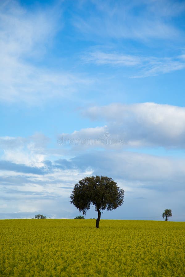 Yellow fields stock image. Image of seed, field, environment - 53443715