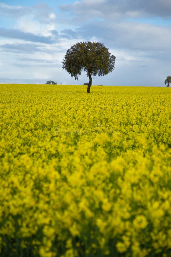 Yellow fields stock image. Image of spring, countryside - 53443987