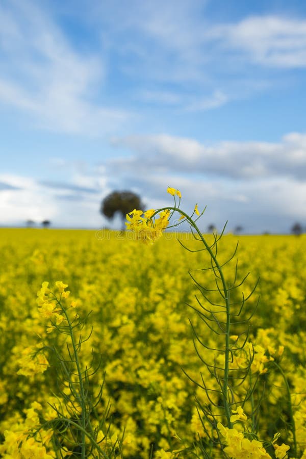 Yellow fields stock image. Image of summer, green, grass - 53443991