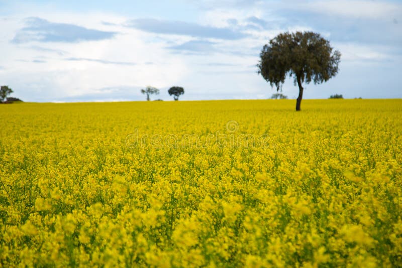 Yellow fields stock image. Image of green, road, color - 53444179