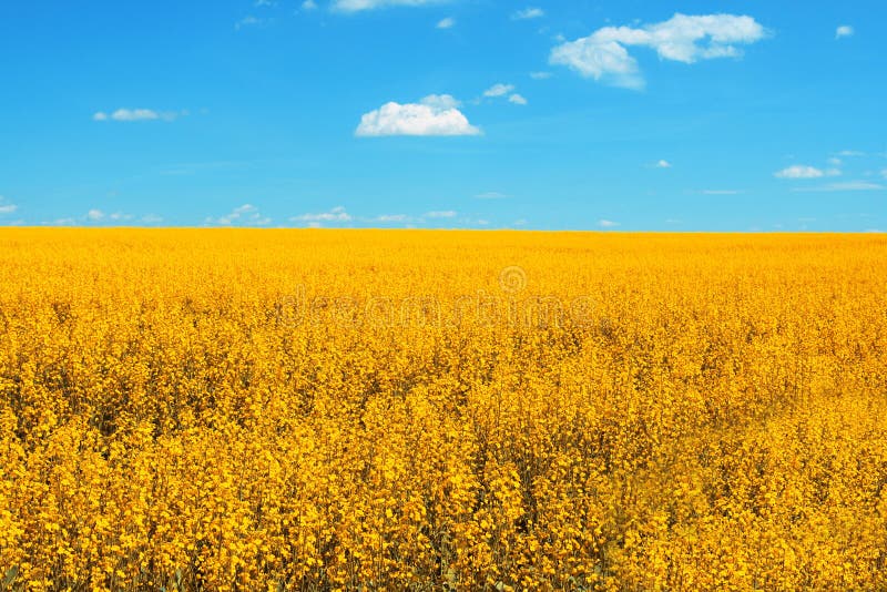 Yellow fields in summer stock image. Image of crop, canola - 2836641