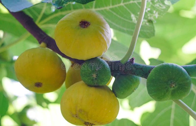 A yellow fig on a branch stock image. Image of closeup - 254834611