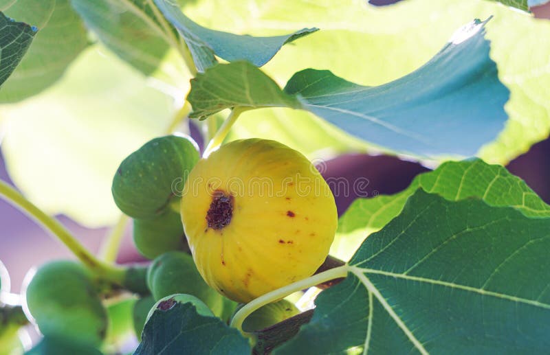 A yellow fig on a branch stock photo. Image of green - 254835484