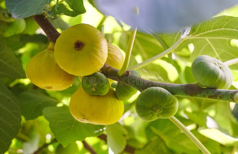 A yellow fig on a branch stock photo. Image of season - 254835644
