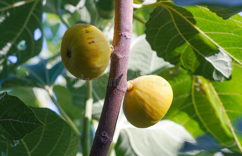 A yellow fig on a branch stock photo. Image of nature - 254836388