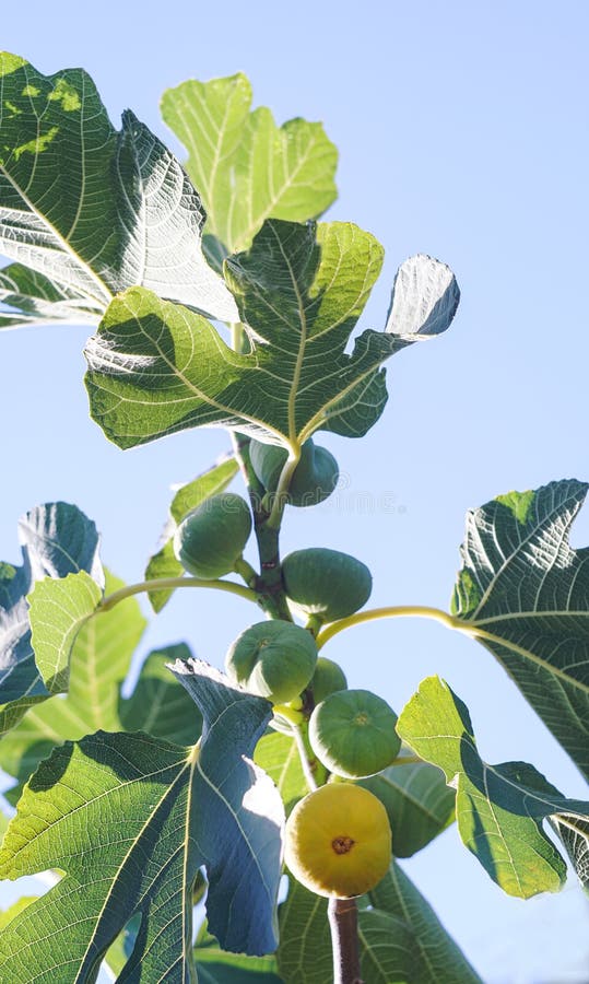 A yellow fig on a branch stock photo. Image of tropical - 254836538