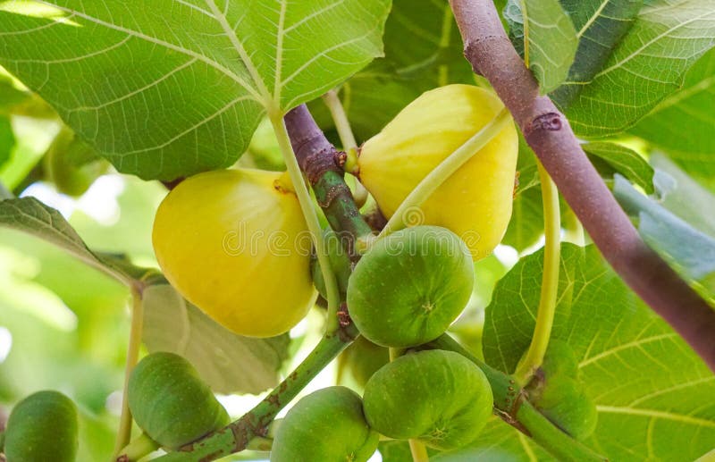 A yellow fig on a branch stock photo. Image of food - 254836650