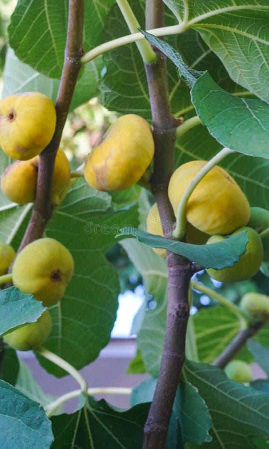A Yellow Fig on a Fig Branch Stock Image - Image of farm, healthy ...