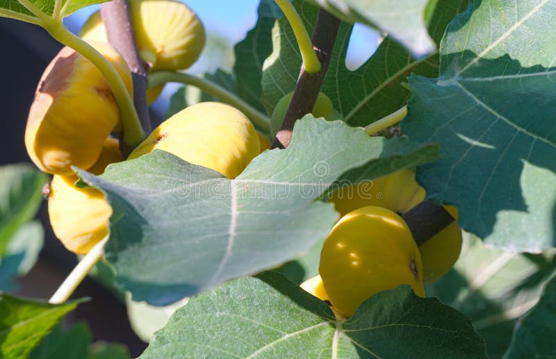 A Yellow Fig on a Fig Branch Stock Photo - Image of macro, healthy ...
