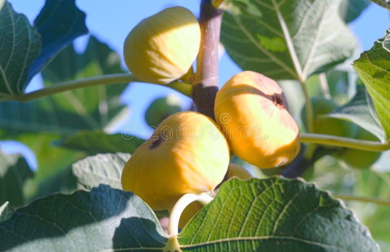 A Yellow Fig on a Fig Branch Stock Image - Image of growth, summer ...